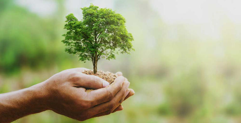 Lending Tree Stock Growing Like A Weed Amid Robust Profit And Sales Growth