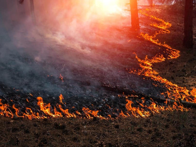 Traffic delays in SMC may occur during fire fuel reduction project