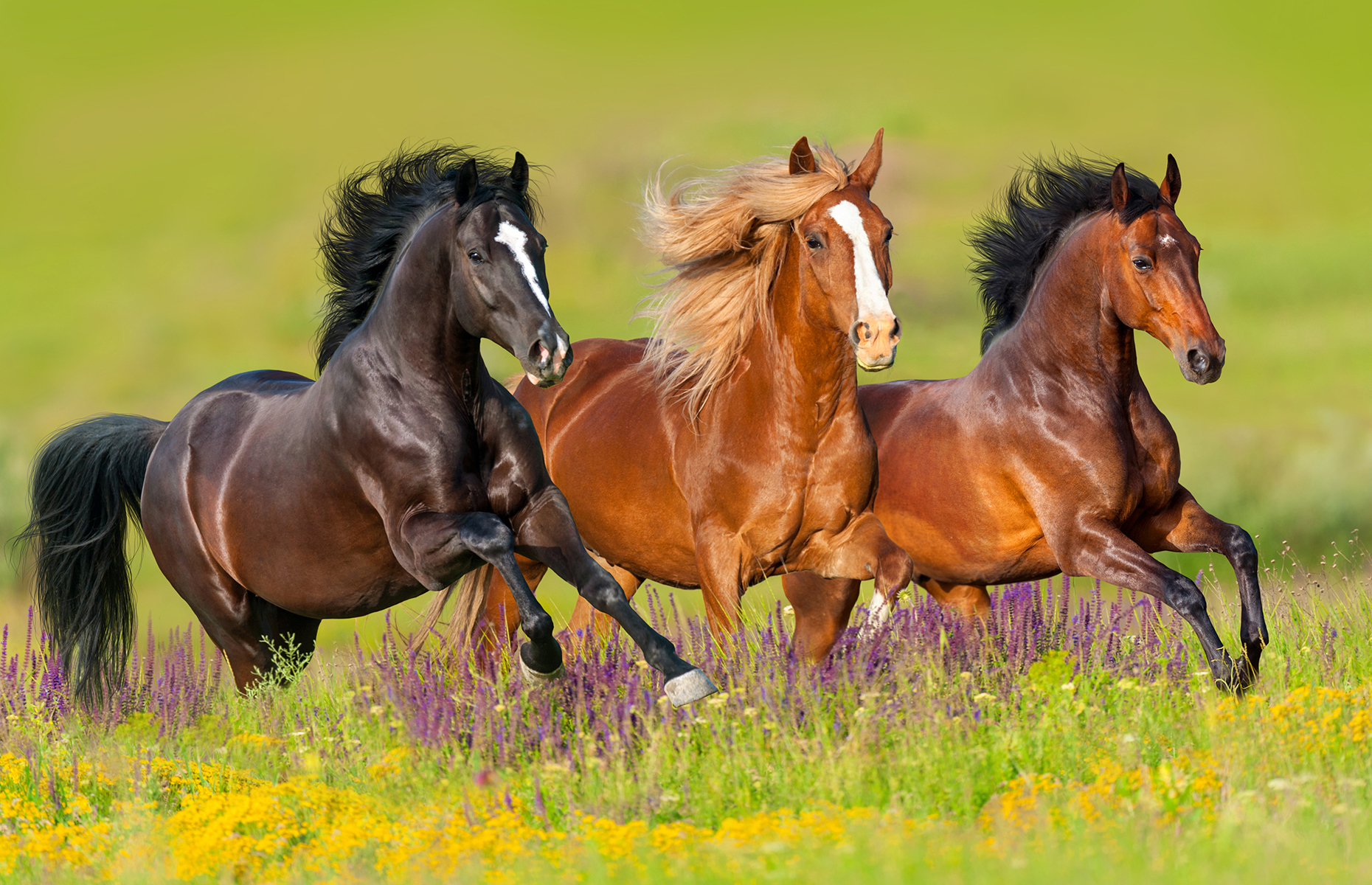 20 random facts about horses