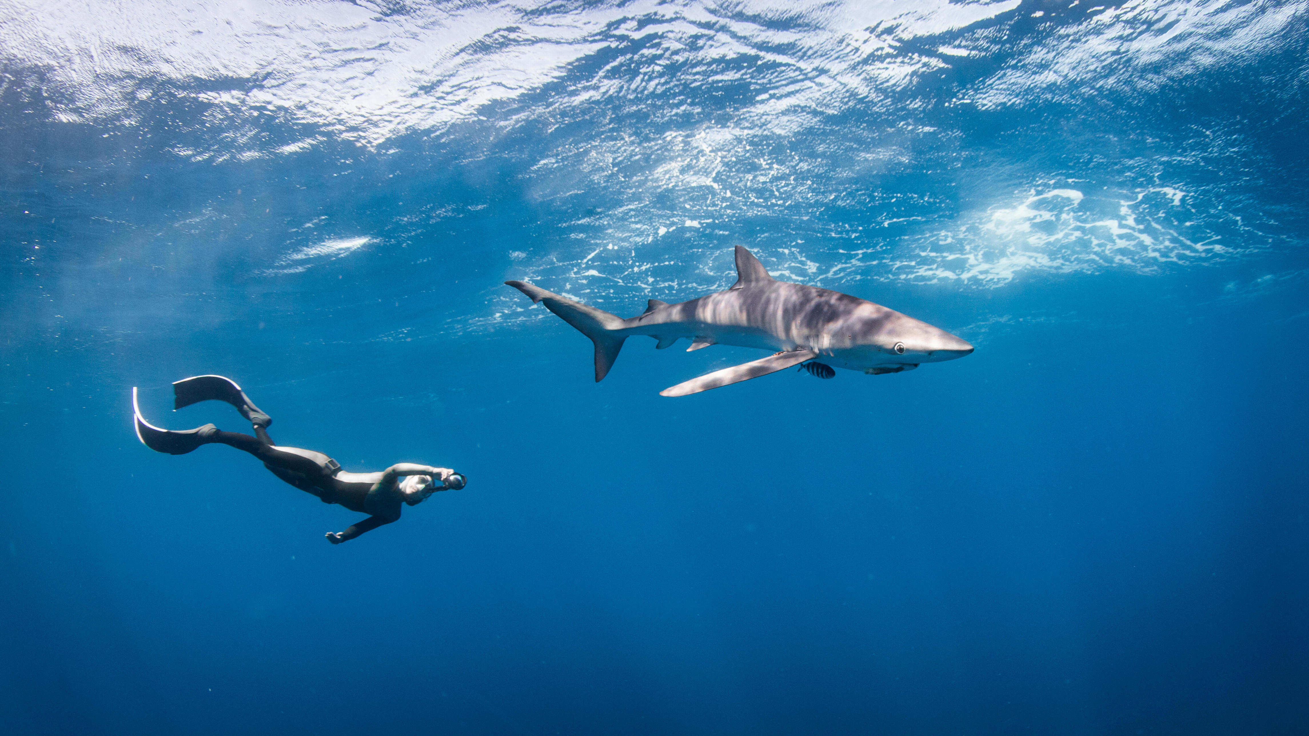 Shocking video captures the moment a shark brutally attacks snorkeler