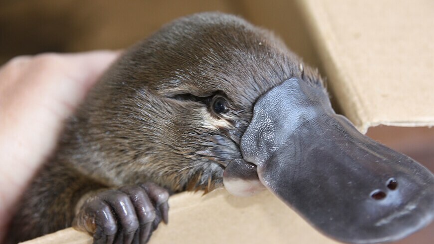 Fears fish protection measures could threaten Eden Creek Weir platypus ...