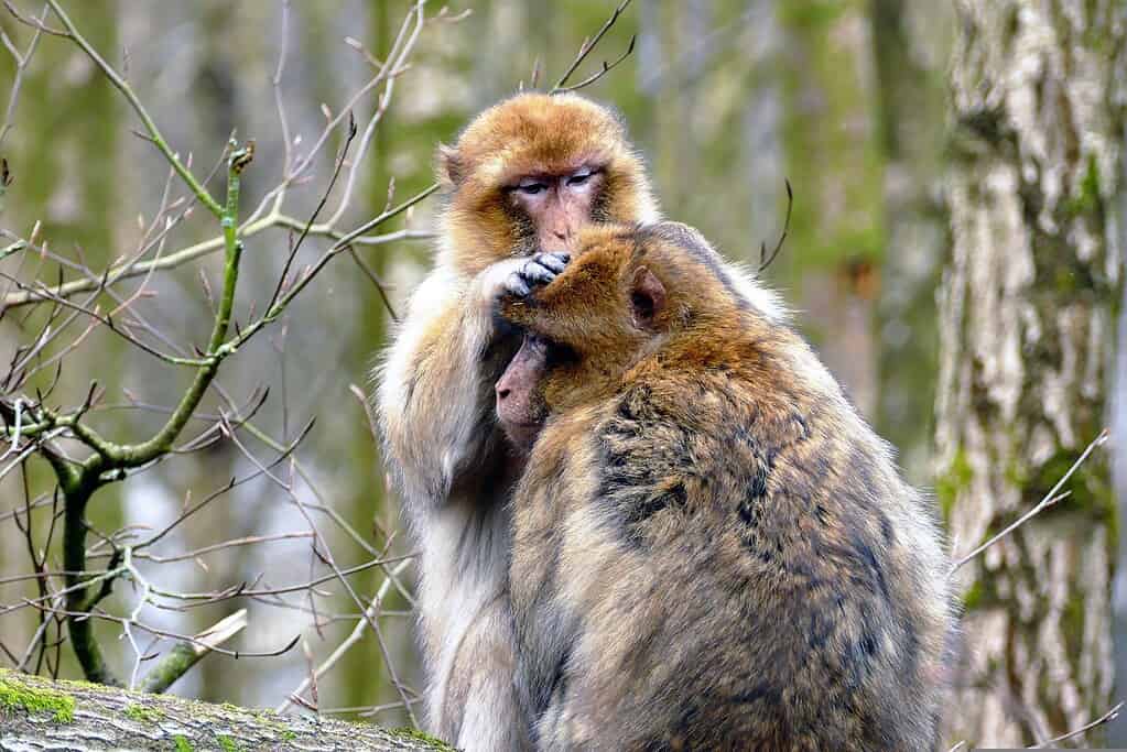 Scientists reveal what drives same-sex sexual behavior among primates