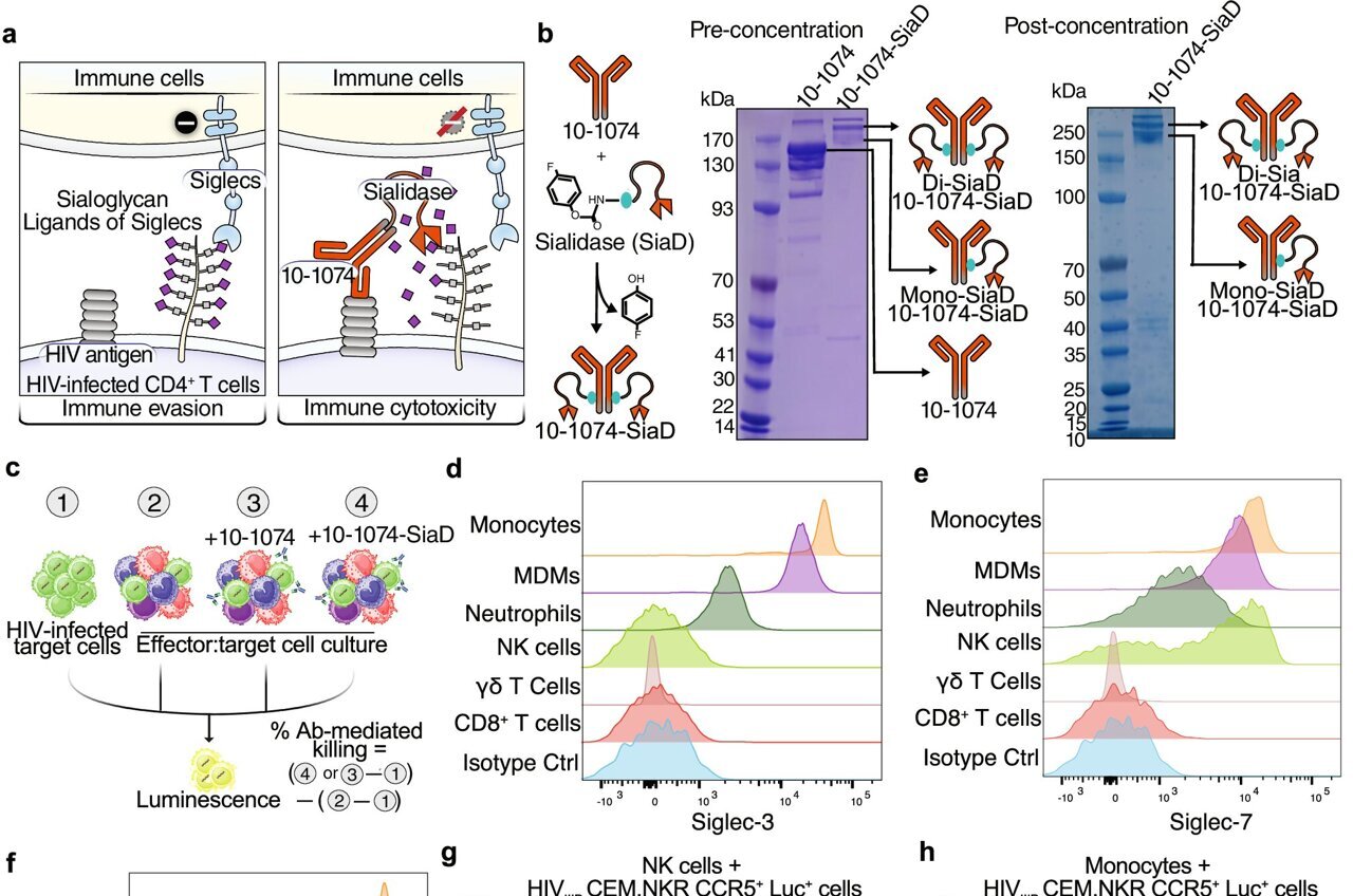 Investigating HIV's hidden immune evasion strategy