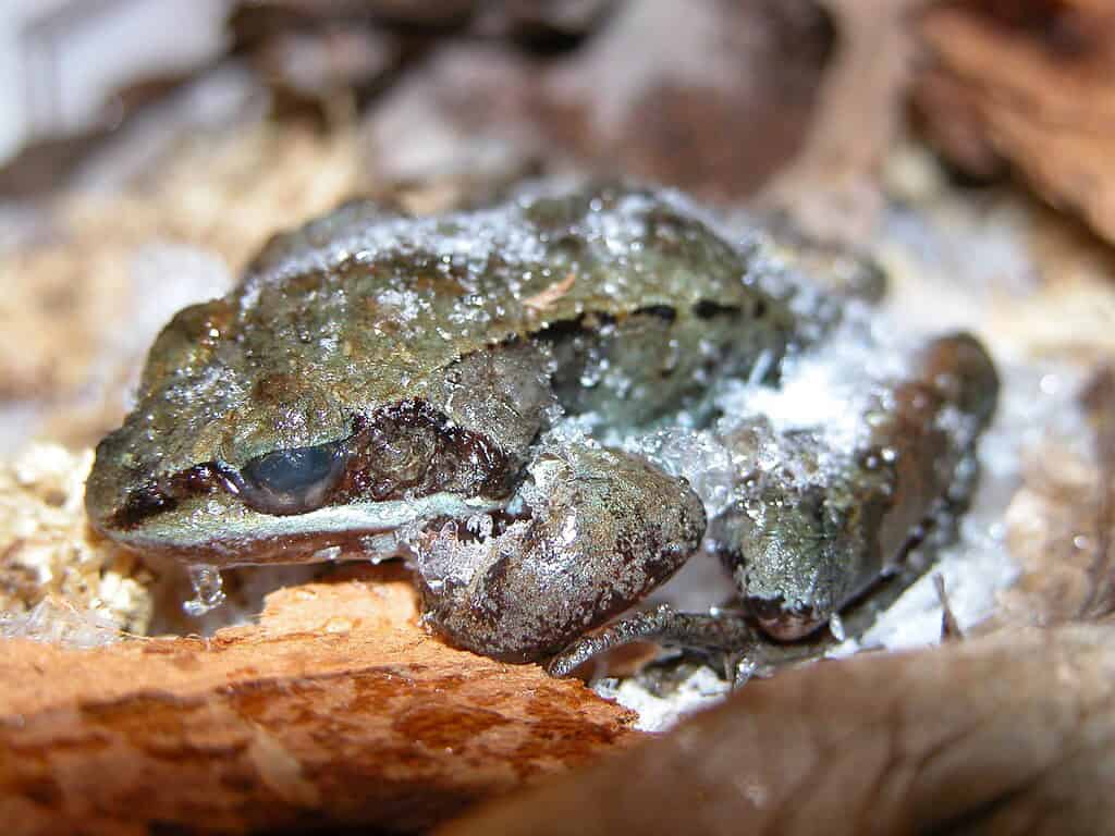 These frogs freeze solid until their hearts stop for months. Scientists ...