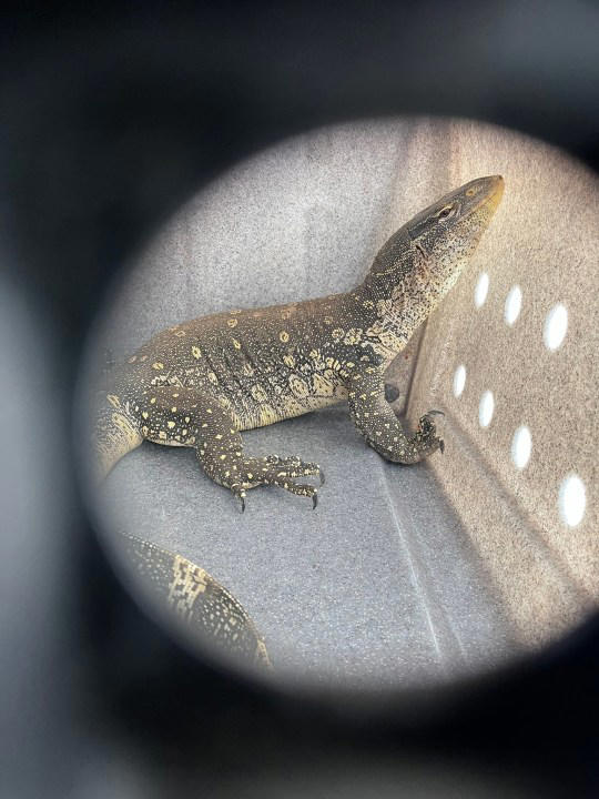 Giant lizard found abandoned in Alameda
