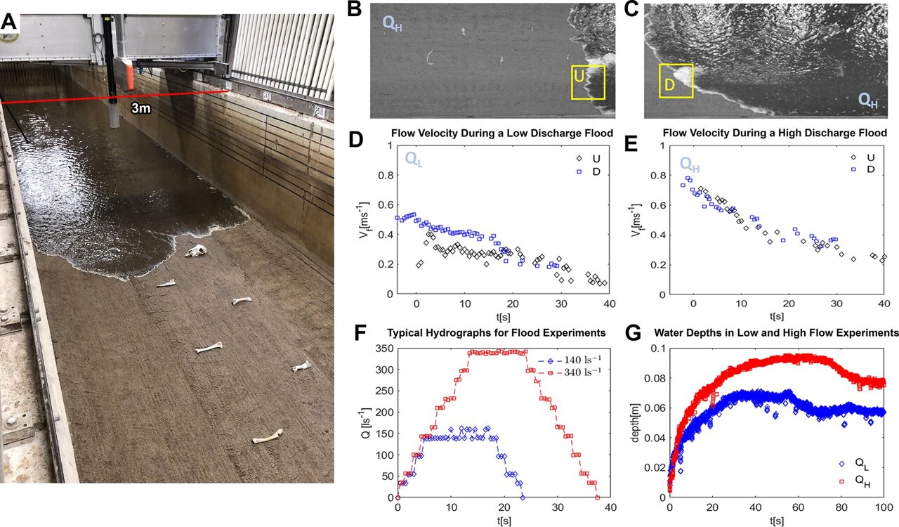 How floodwaters impact fossil formation