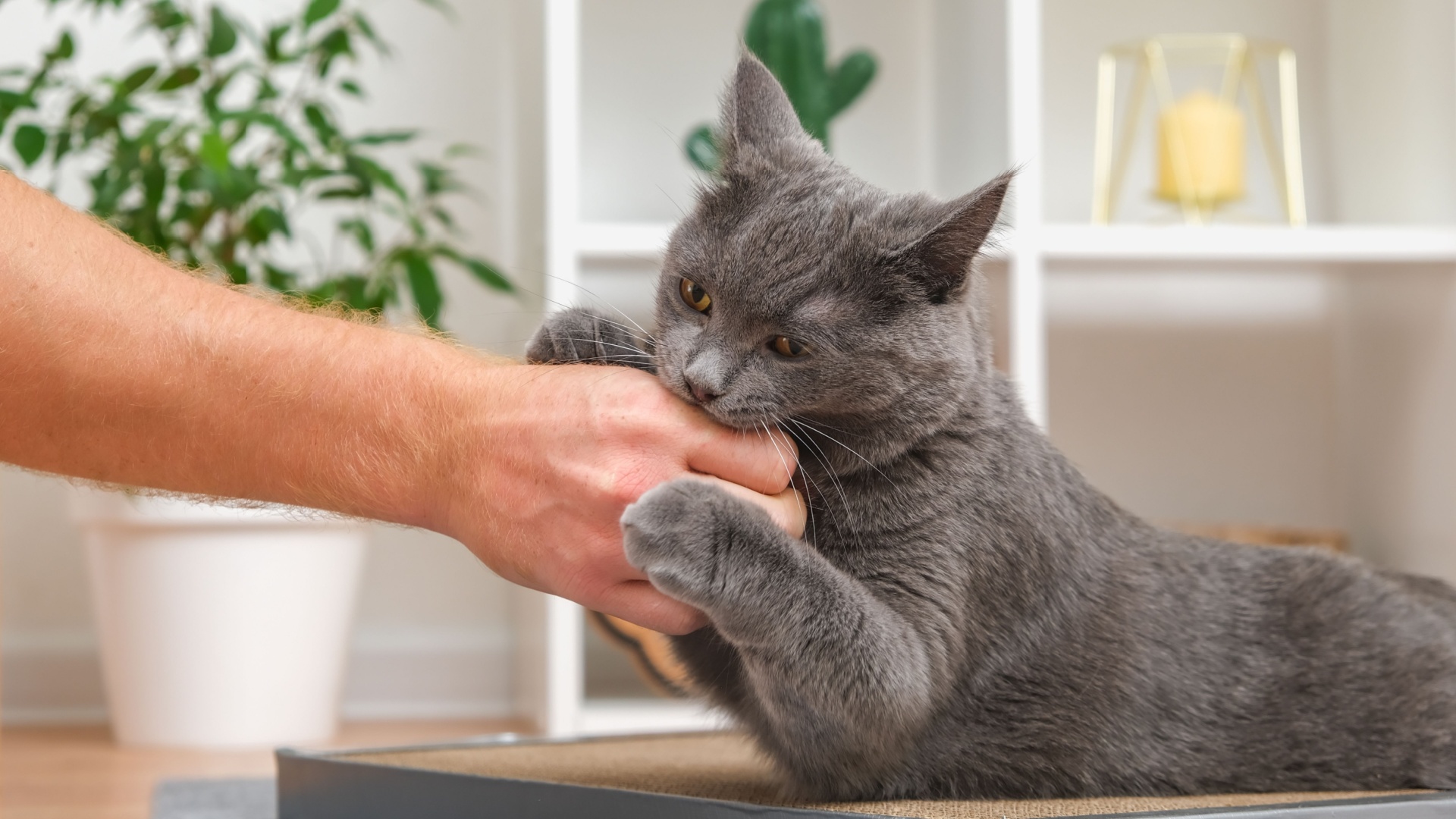 Why your cat bites you, and how to make it stop