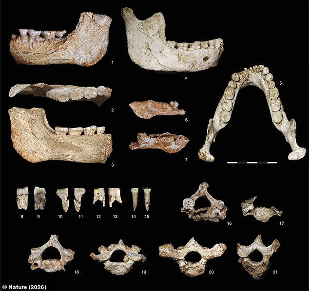 Evolution debate reignited after 'missing link' found in 700,000-year ...