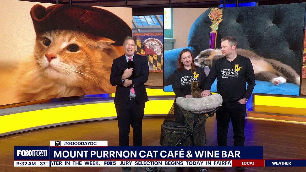 Mount Purnnon Cat Cafe & Wine Bar