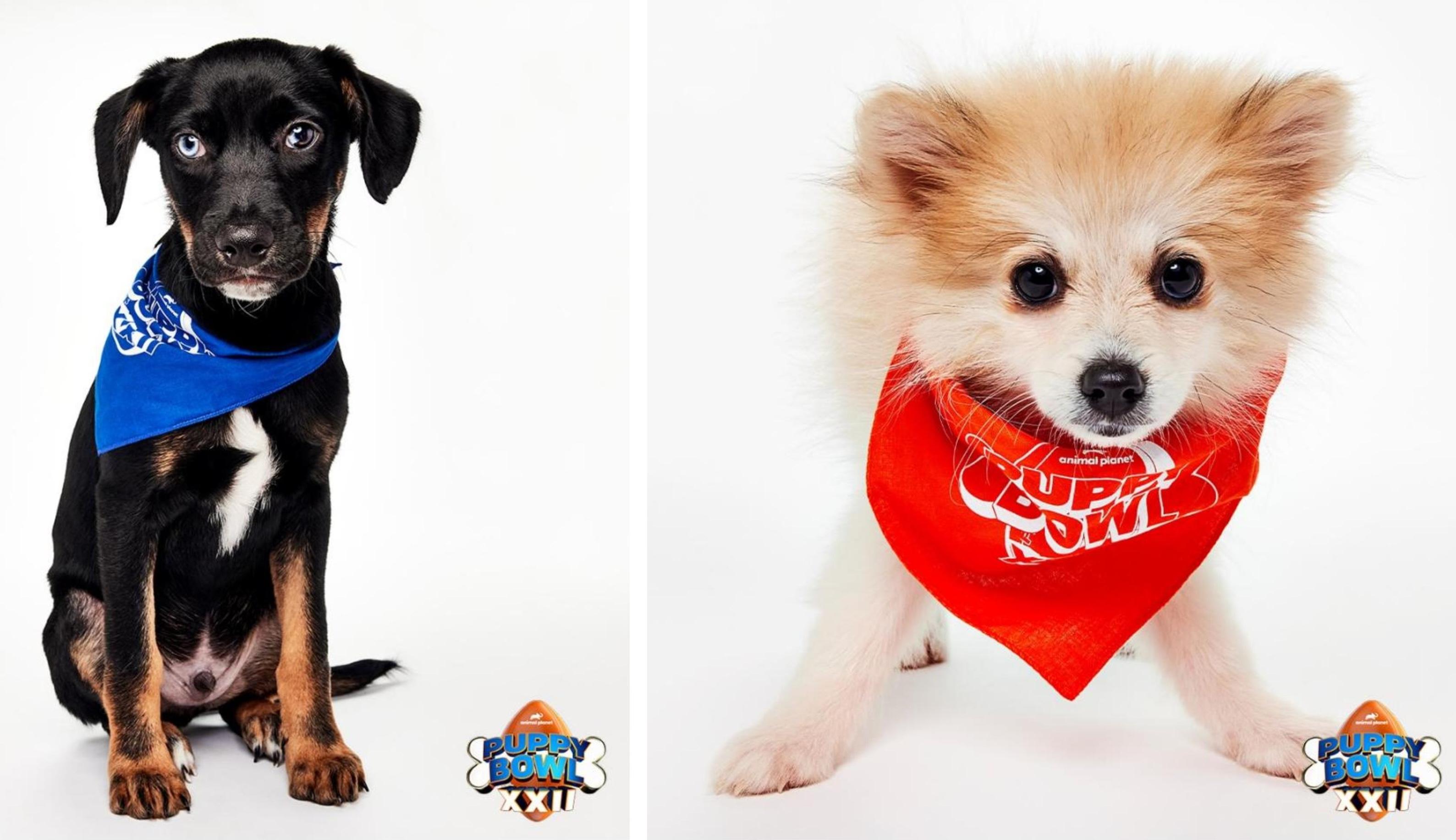 Record-setting Puppy Bowl 2026 will feature 15 dogs with special needs ...