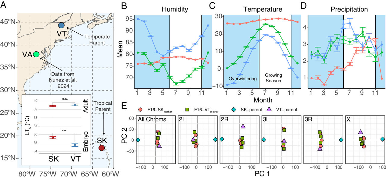 Fruit flies' embryonic stage reveals that climate adaptation begins early