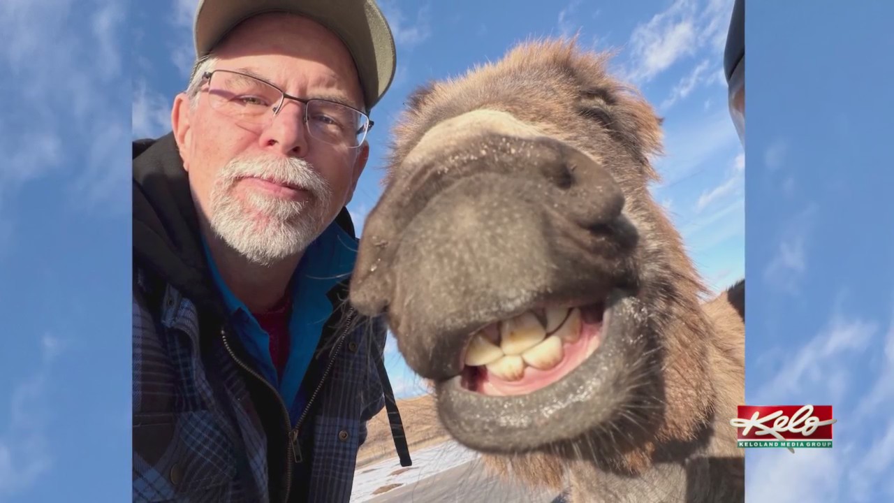 Viewer takes selfie with wild burro in Custer State Park