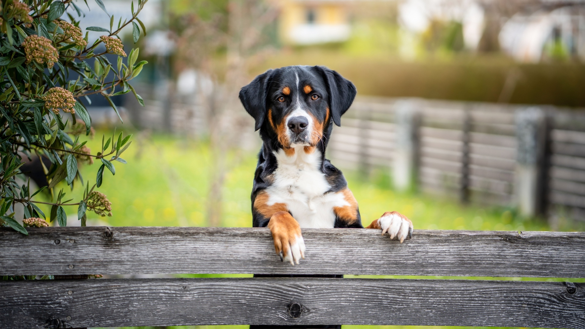 These 8 dog breeds are quietly making a comeback in rural homes