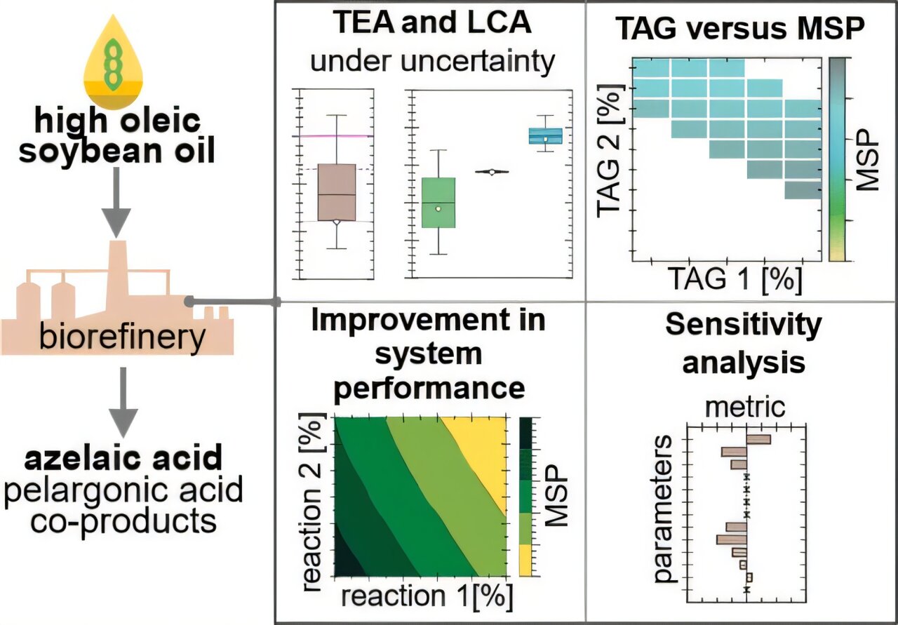 Study shows potential for sustainable azelaic acid production from ...