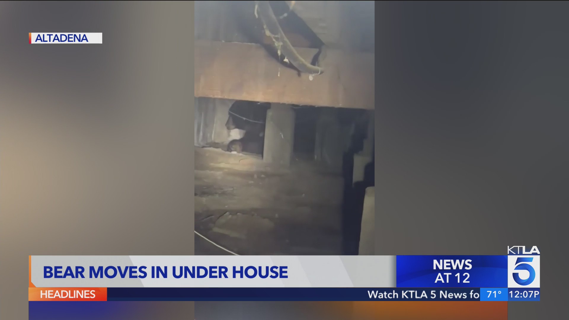 Bear takes up under another Altadena home