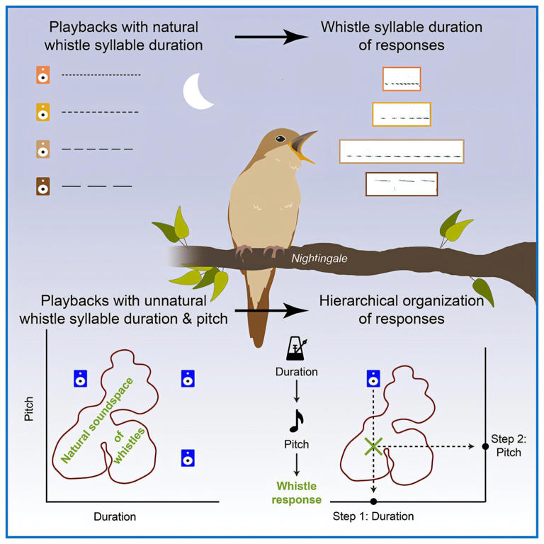 Nightingales strike right chord in territorial singing duels