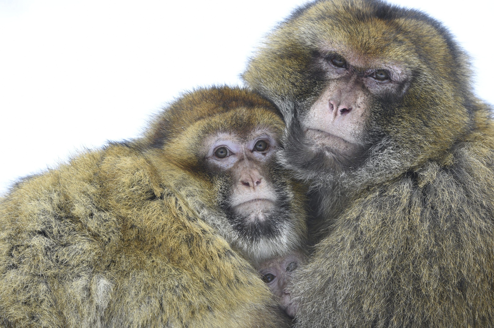 La homosexualidad en primates no humanos está influida por factores ...