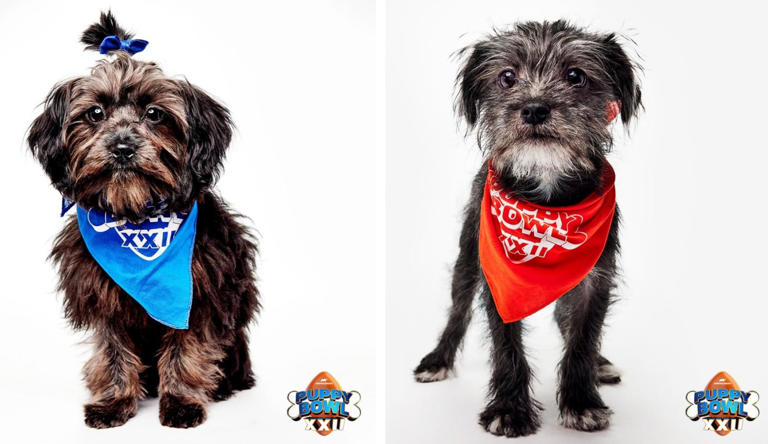 Record-setting Puppy Bowl 2026 will feature 15 dogs with special needs ...