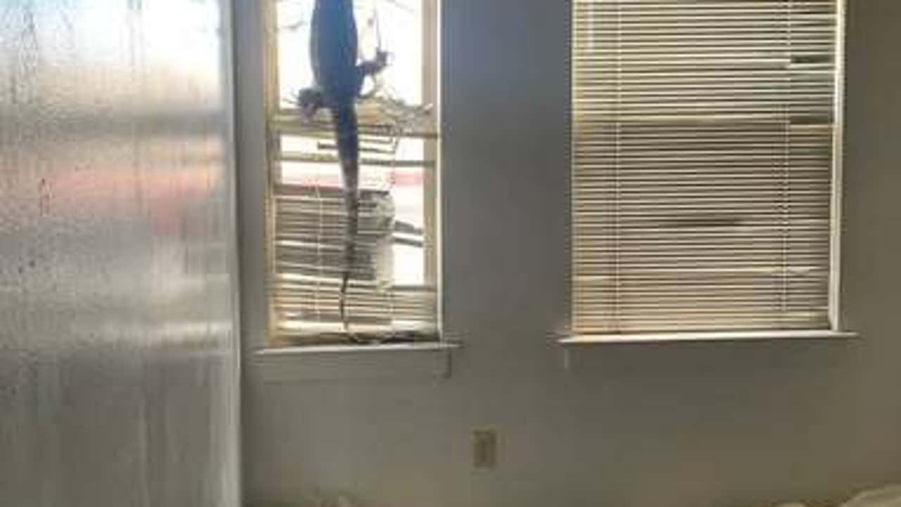 Tenants abandon massive lizard in Alameda