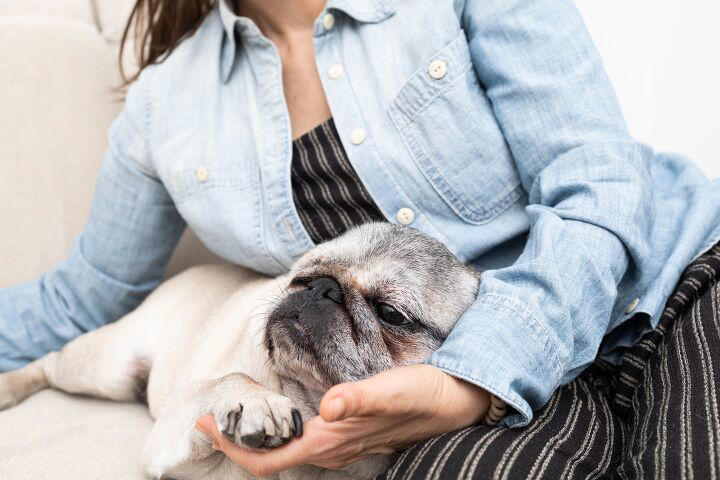 Thinking of adopting a senior dog? Let's get you ready!