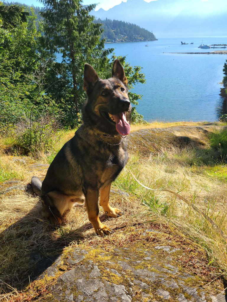 Man charged with wounding police dog during Surrey, BC arrest