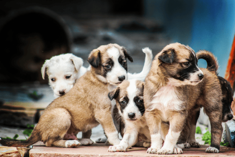 Trusted puppy and dog brands that make city living with pets easier