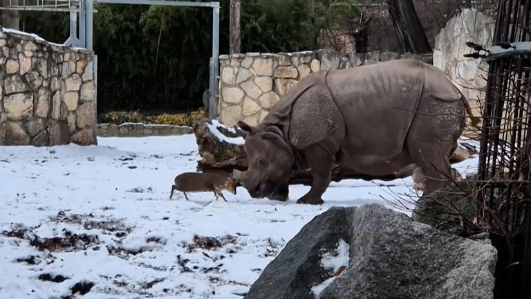 Video shows tiny deer taking on a massive rhino at a Polish zoo