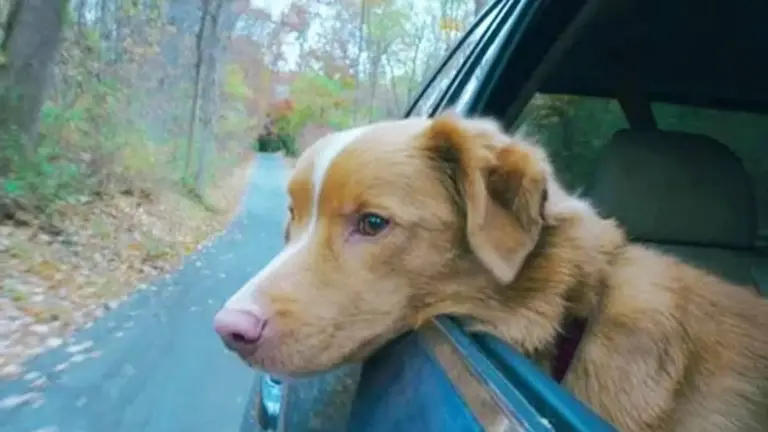 Indy de 'Good Boy', el perro que también gana premios como actor ...