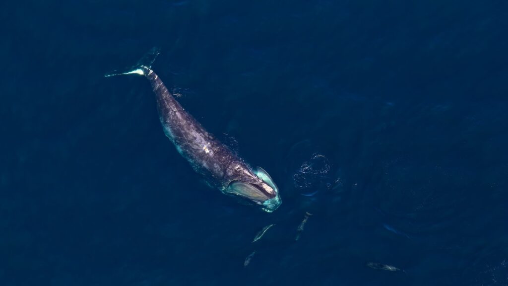 Rare whale species needs 50 births per year to survive, but has only 15 ...