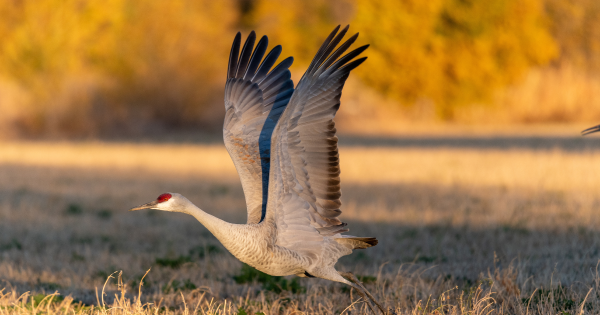 Not into birdwatching? This Mississippi wildlife refuge will change ...