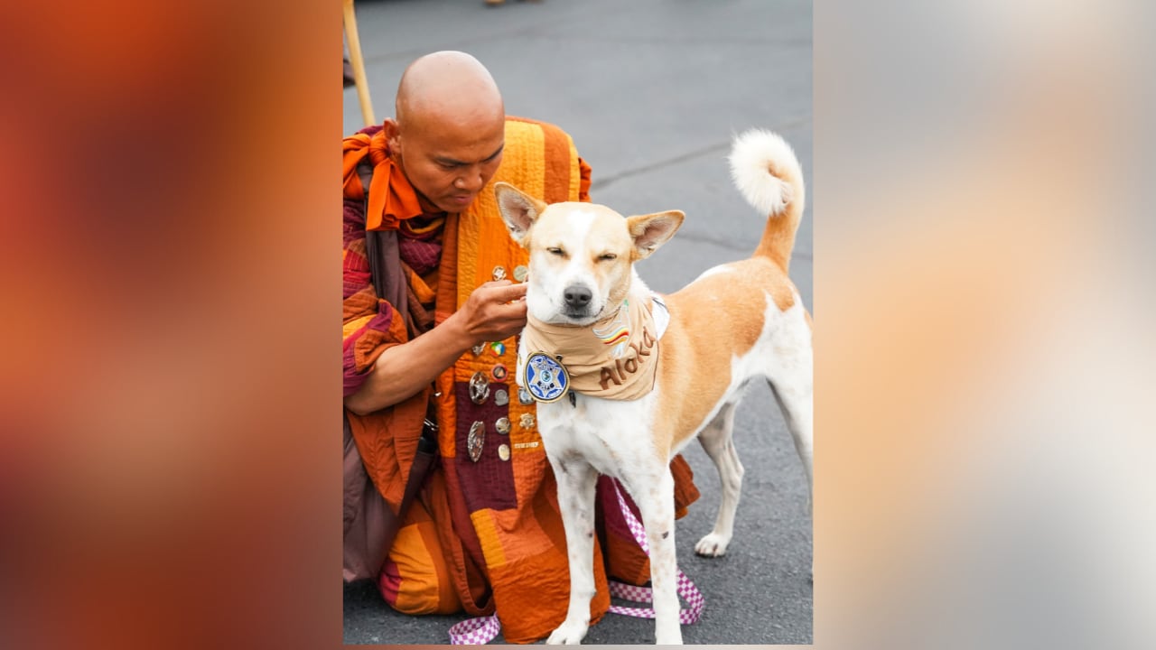 Dog accompanying Buddhist monks undergoes successful surgery
