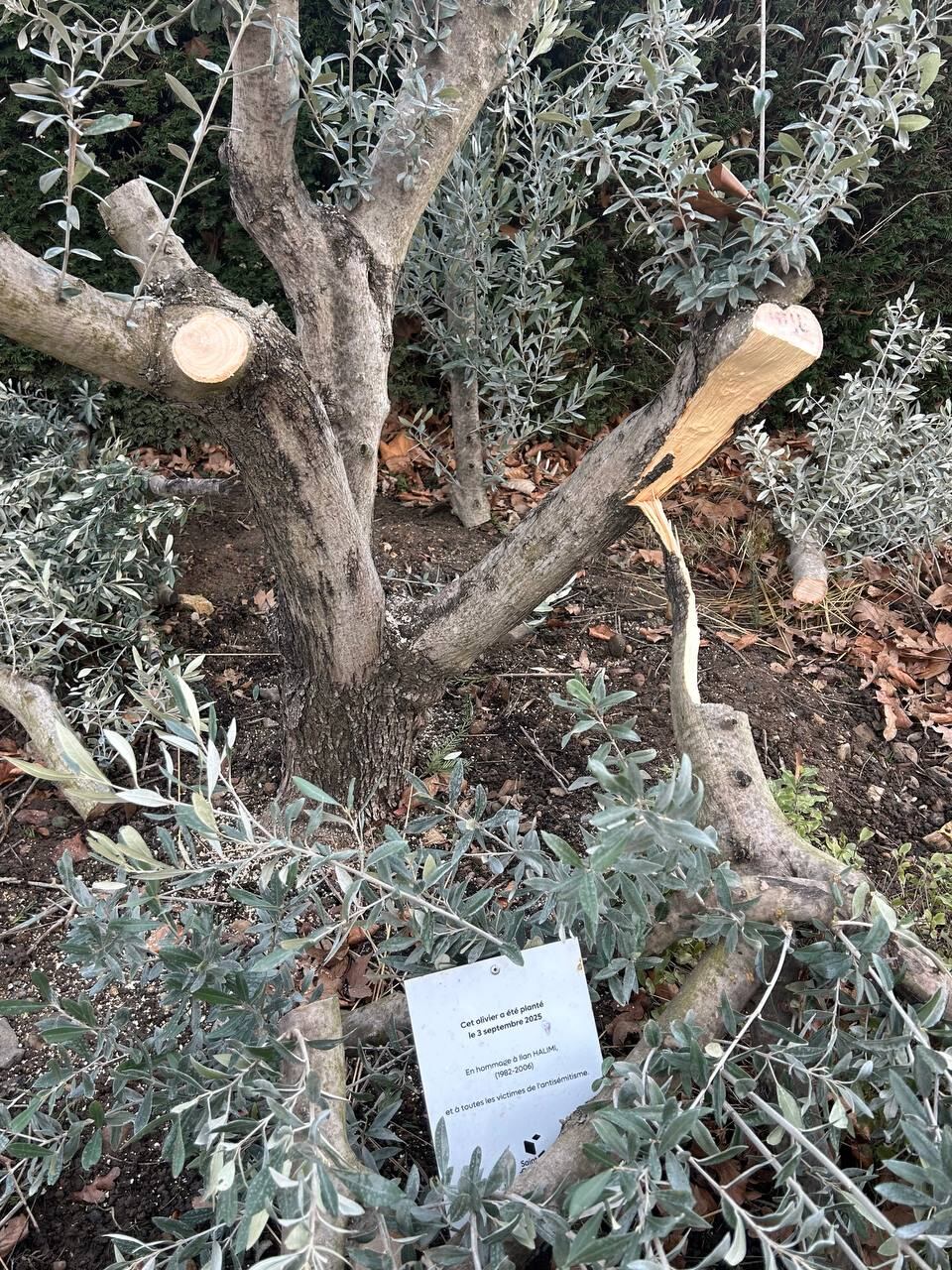 « Nous retrouverons les coupables » : un arbre hommage à Ilan Halimi ...