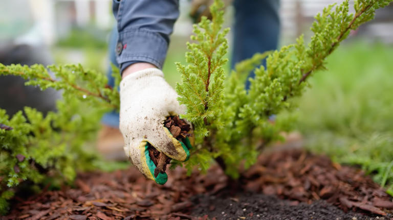 Which trees can be planted in the winter?