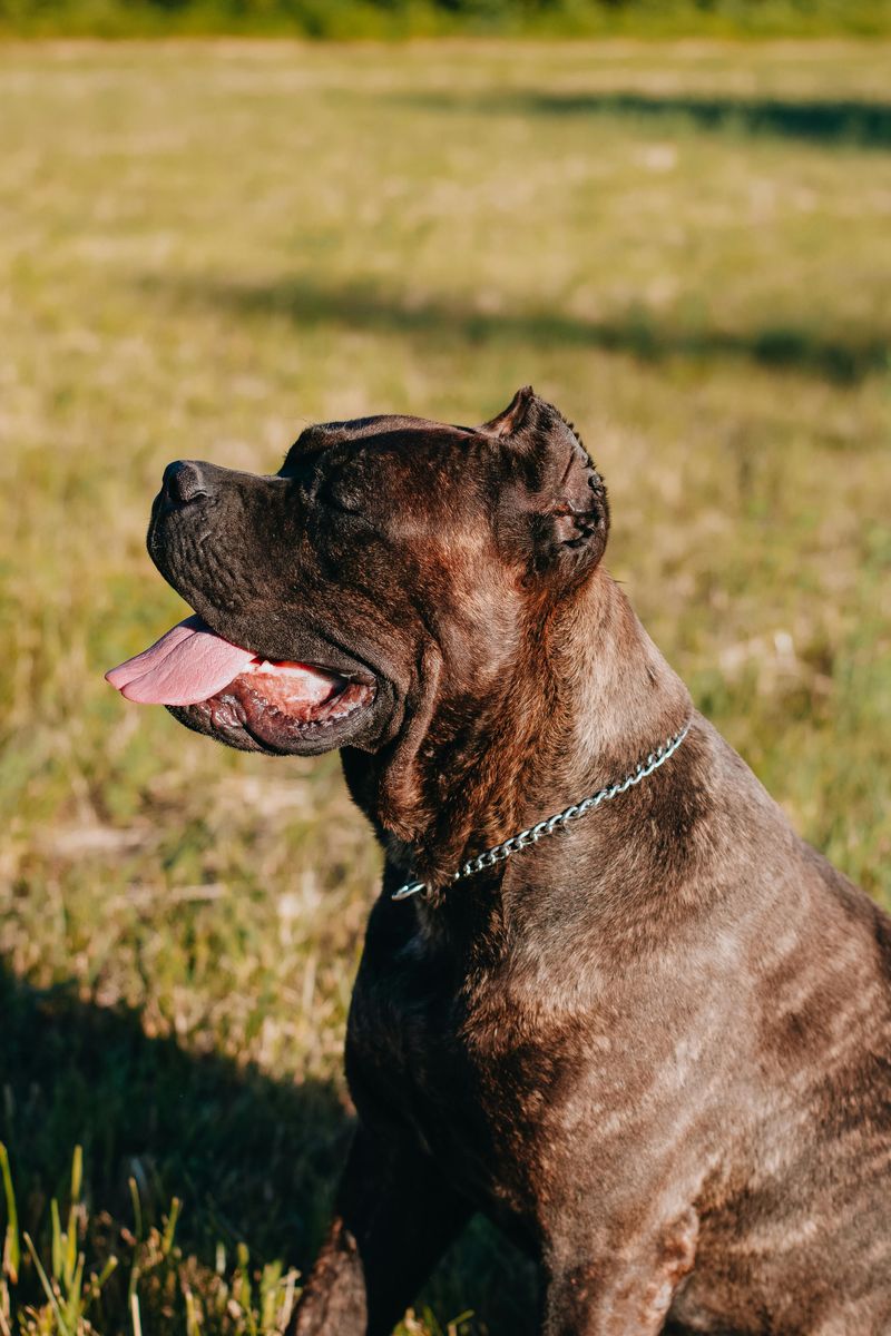 These 8 dog breeds are quietly making a comeback in rural homes