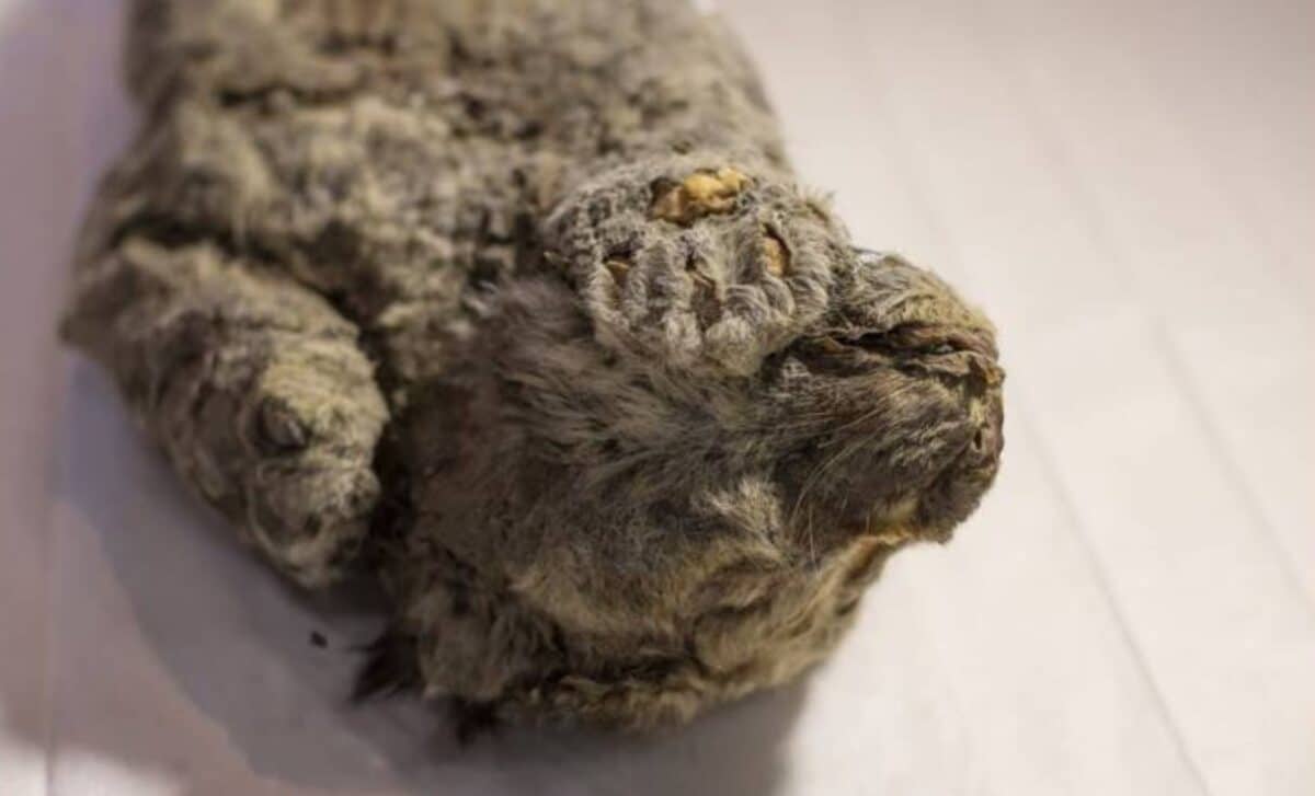 Perfectly preserved lion cub found, and it looks like it never died
