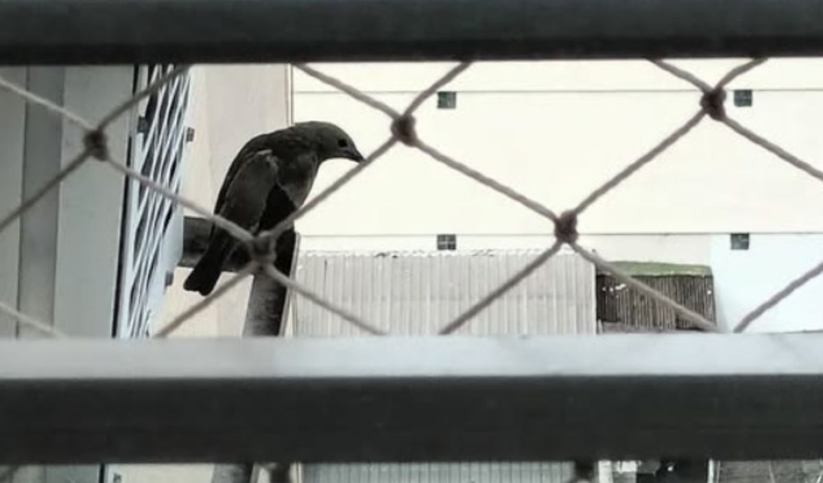 Se você vê um pássaro pousando na janela ou varanda da sua casa, vamos ...