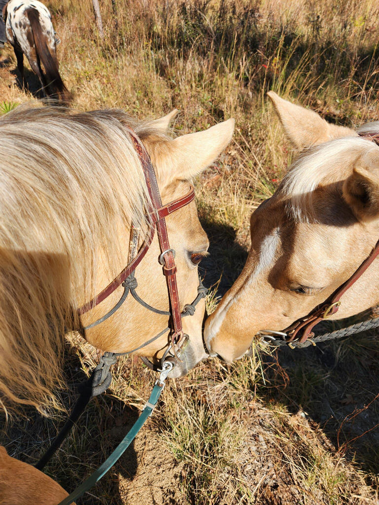 North Florida Search Team steps in to bring the missing and lost home