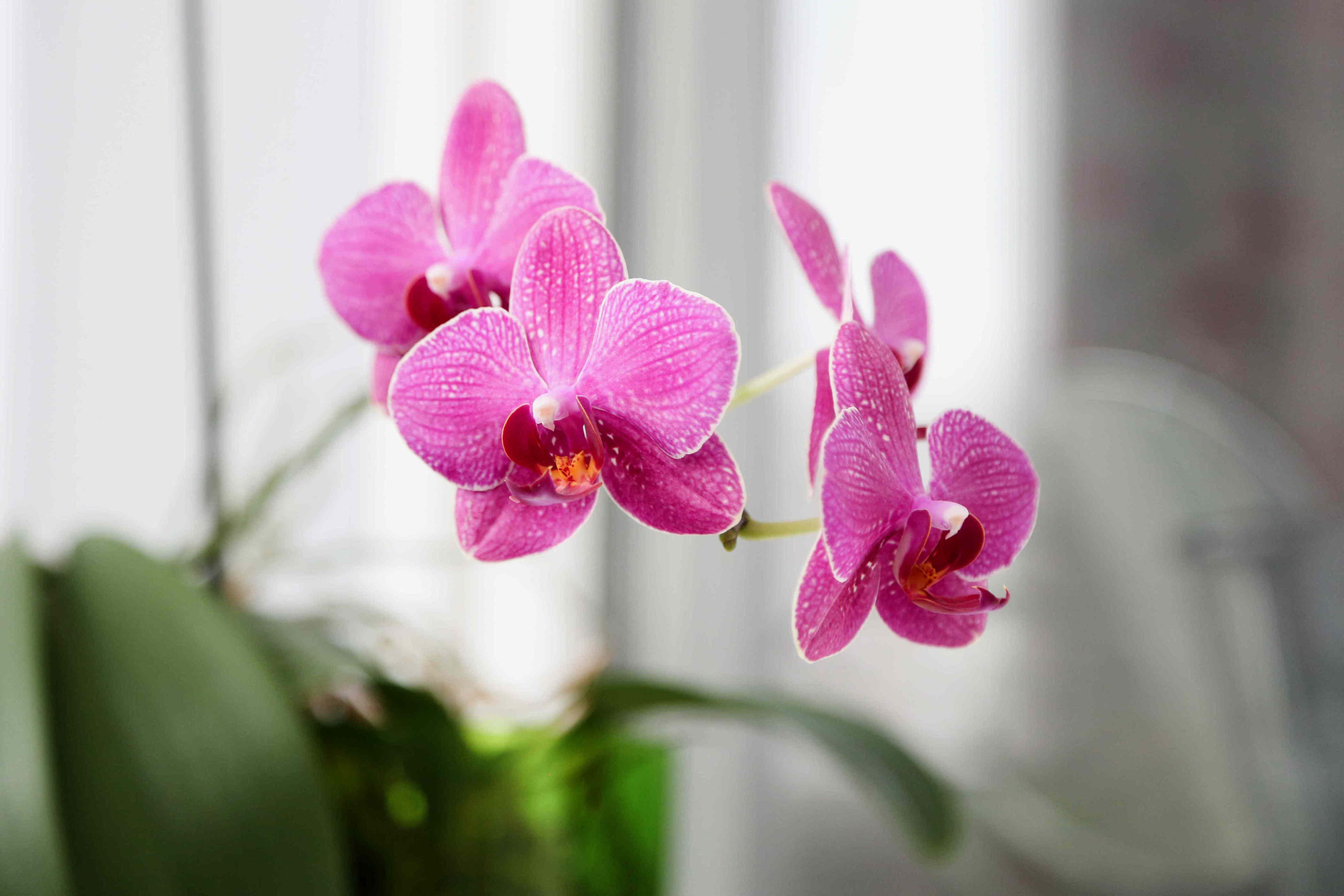 If your orchid stopped blooming, here’s how to bring it back