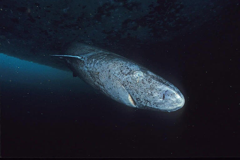The Greenland shark isn’t blind after all, even after centuries of ...