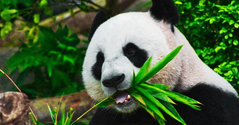 The giant panda has officially come off the endangered list