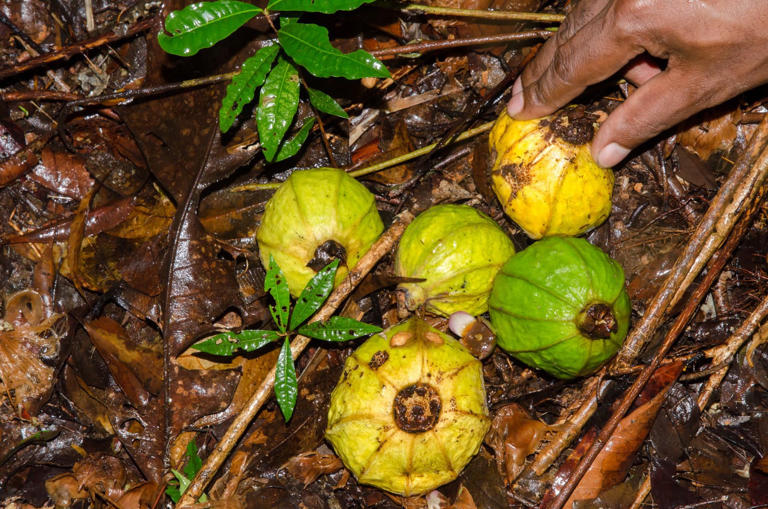 Photos: Kew Gardens’ top 10 newly named plants and fungi for 2025