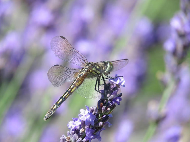 Growing lavender: Pick the right plants for your garden