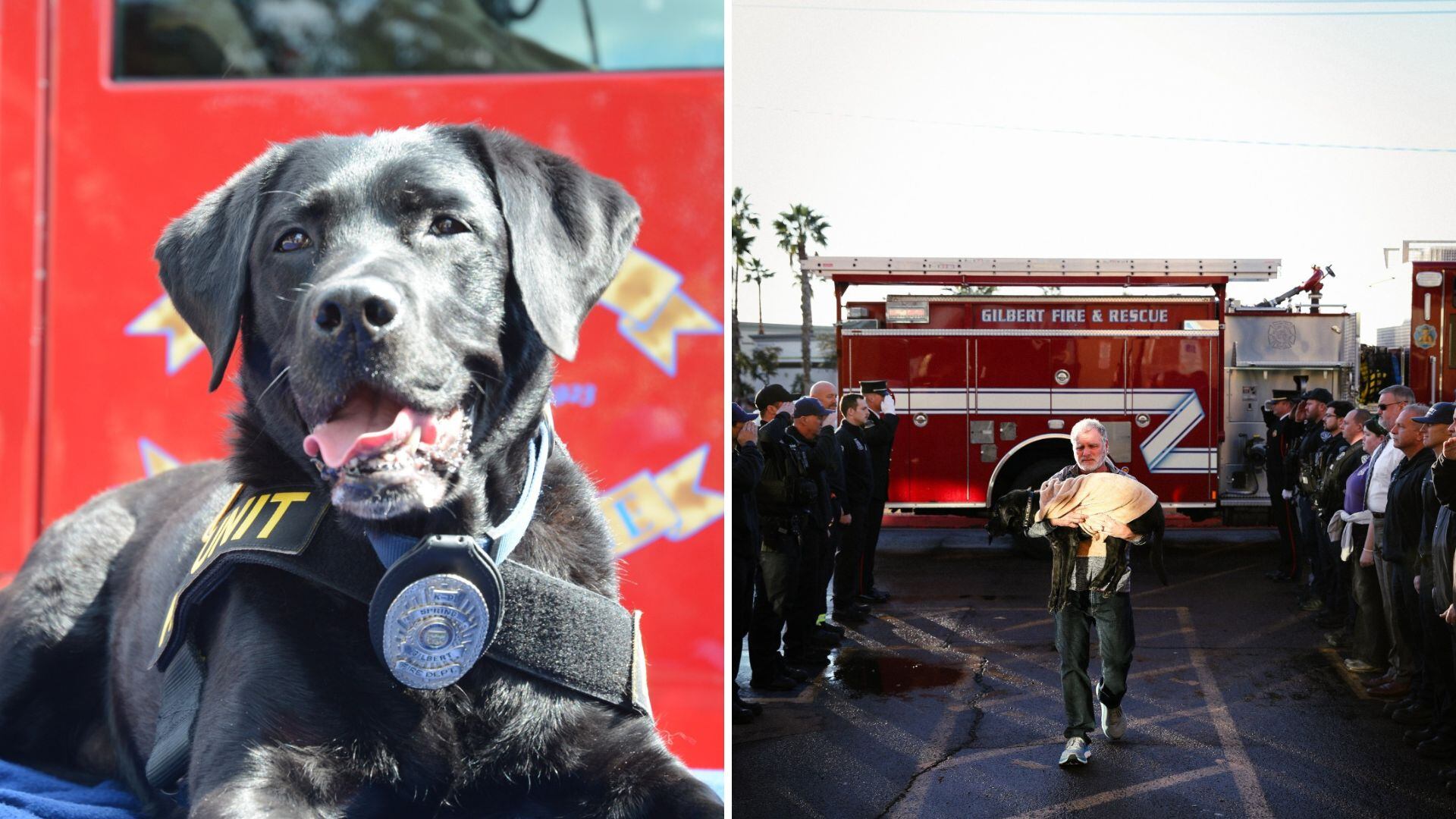 Gilbert Fire mourns loss of 'Spring,' state's first arson detection dog