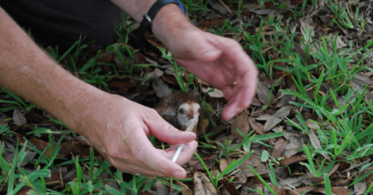 Not into birdwatching? This Mississippi wildlife refuge will change ...