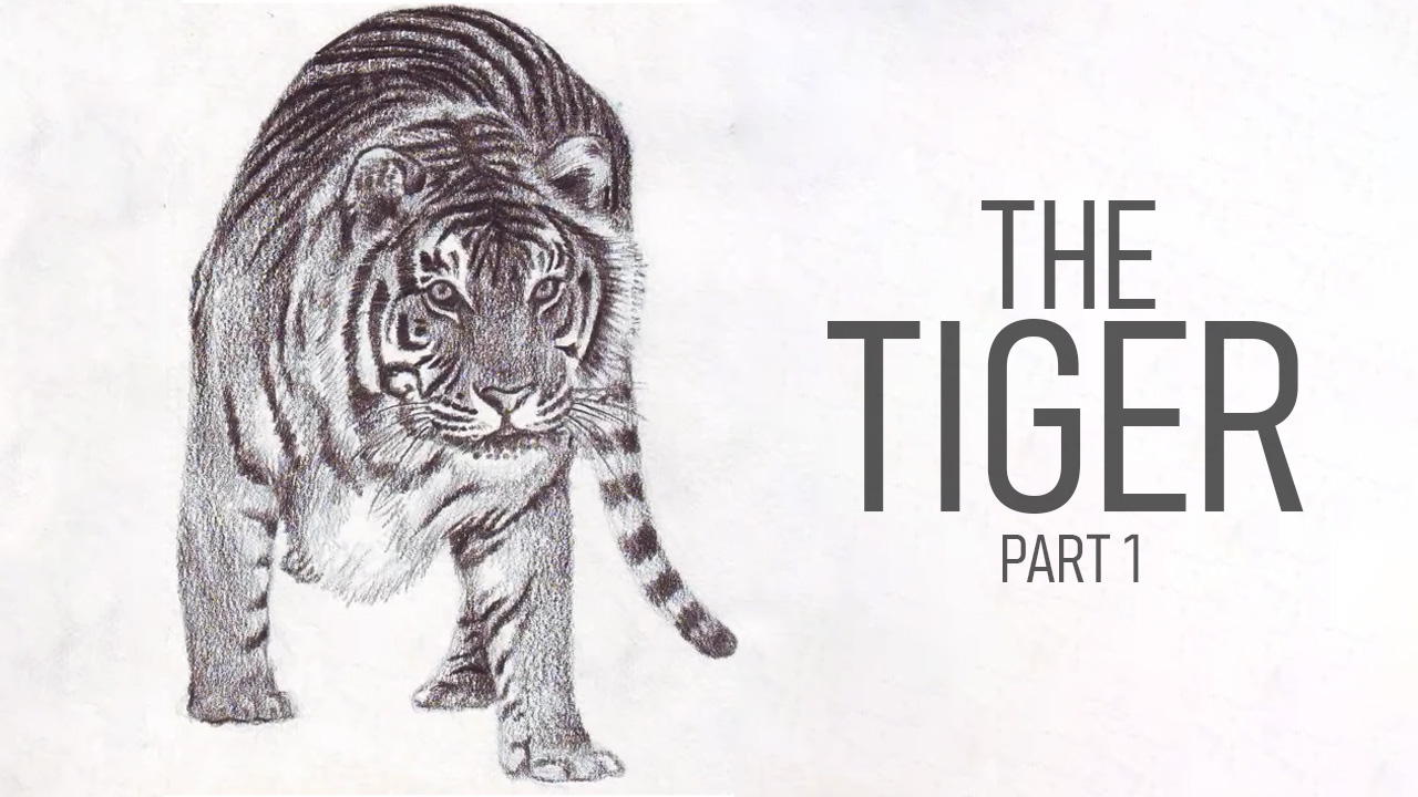 Beginner tiger drawing tutorial that looks real and powerful