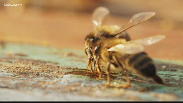 Peoria Fire Department subdues an aggressive swarm of bees