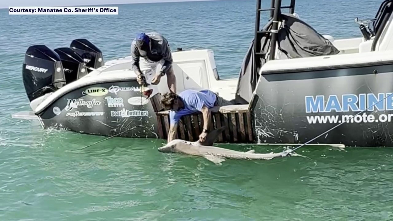 Sandbar shark found tangled in crab trap off Bradenton Beach by Manatee ...