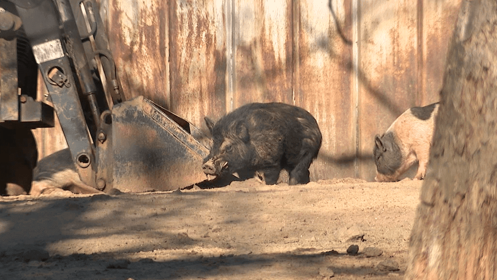 Homeowner battles decade-long pig problem in Pittsylvania County with ...