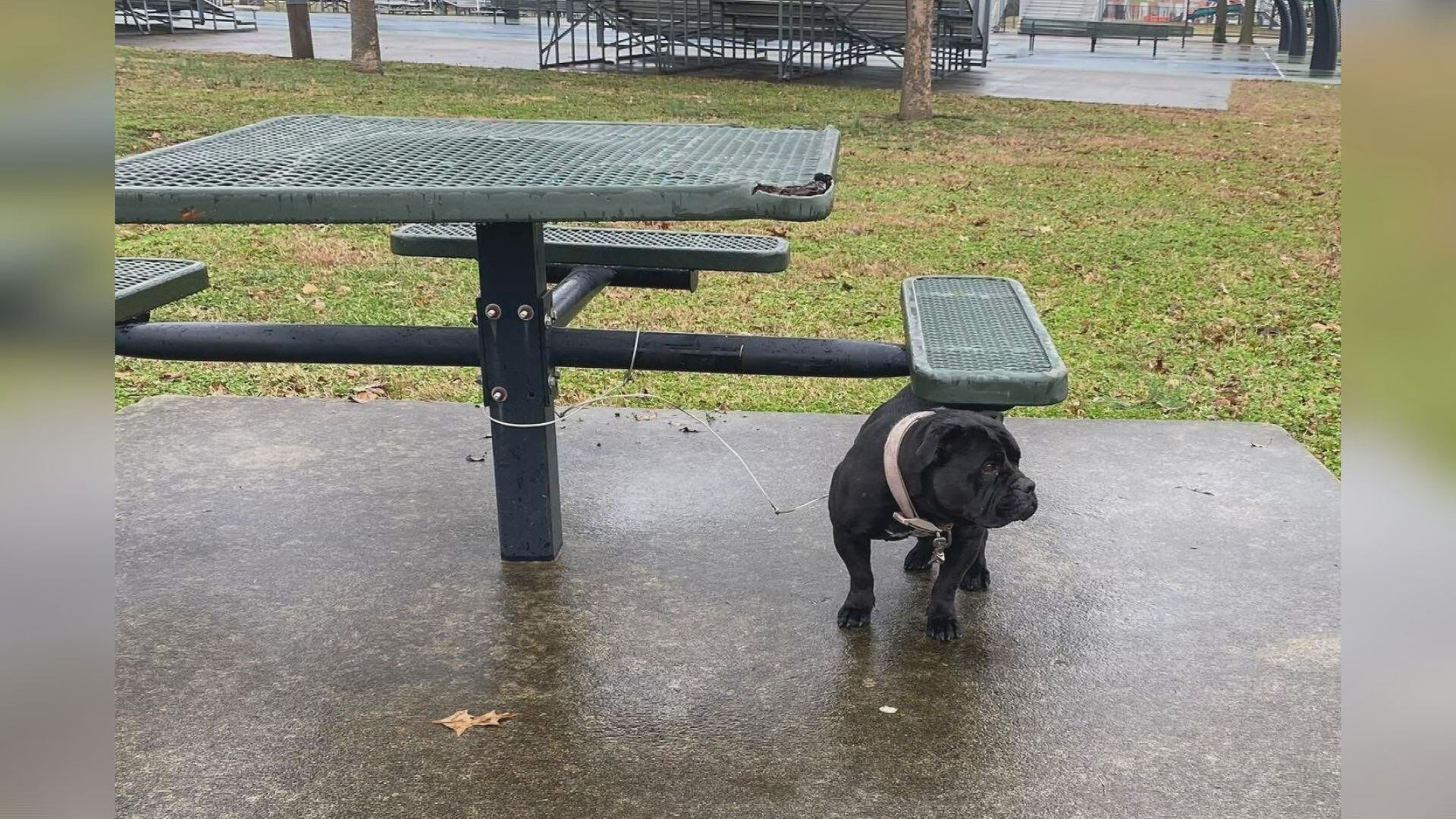 Abandoned dog found tied to picnic bench in Douglass Park