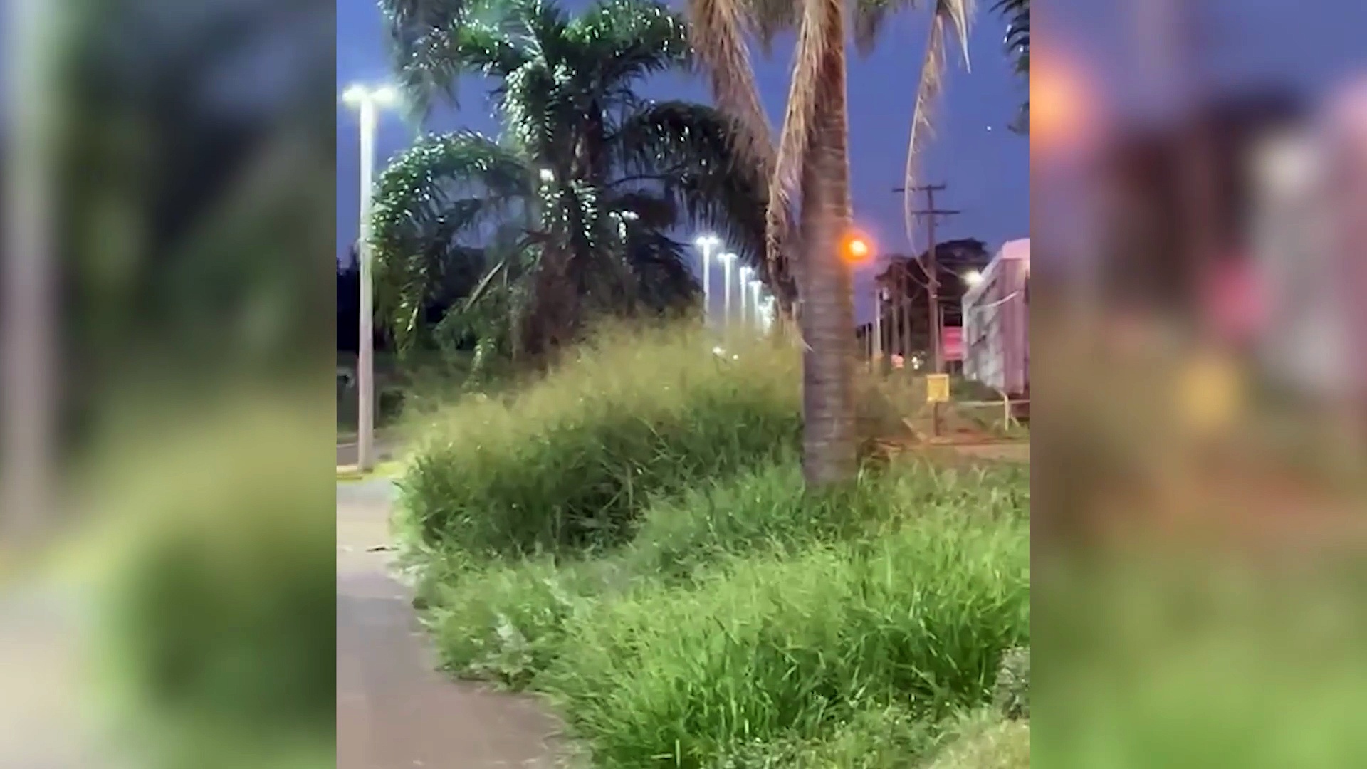 Morador reclama de matagal em canteiro central da Avenida Piquiri